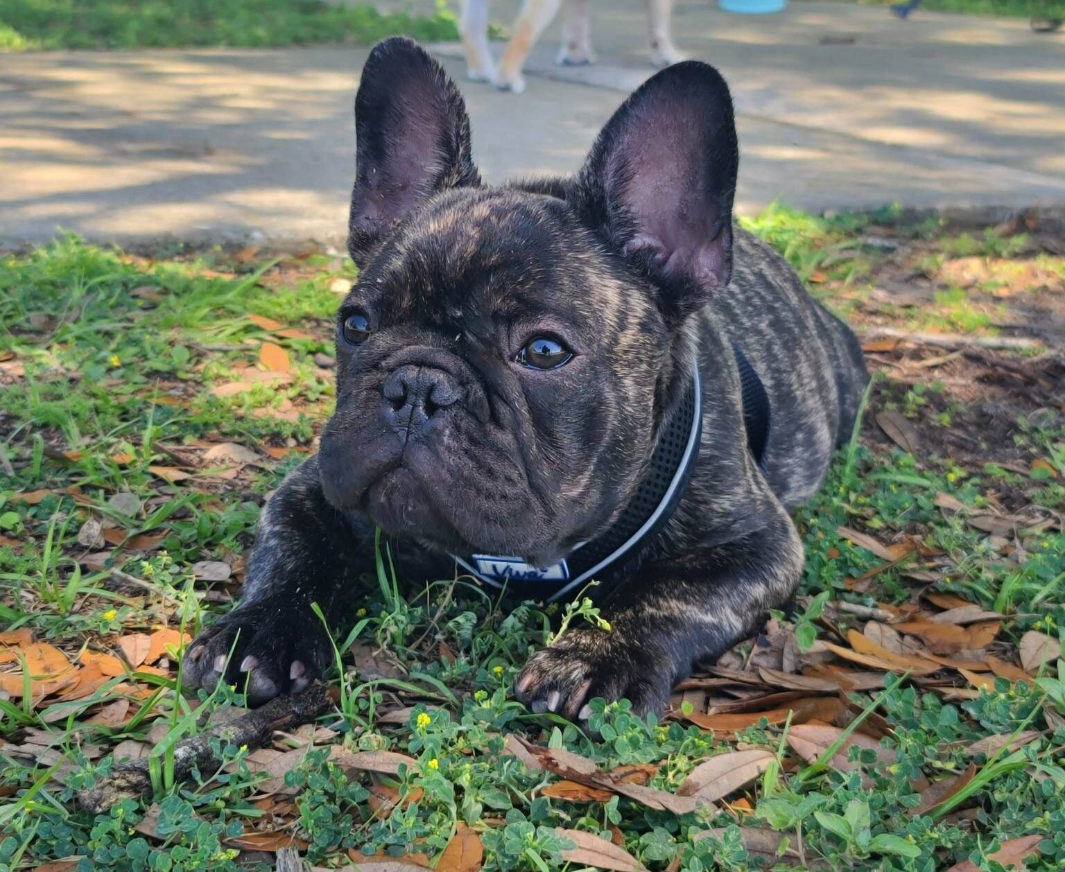 Our Papas - SnubNub Frenchies